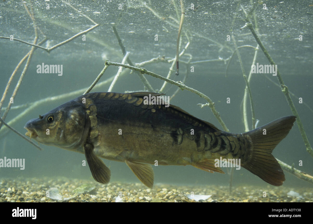 Mirror Carp Cyprinus carpio Swimming past float and line Stock Photo ...
