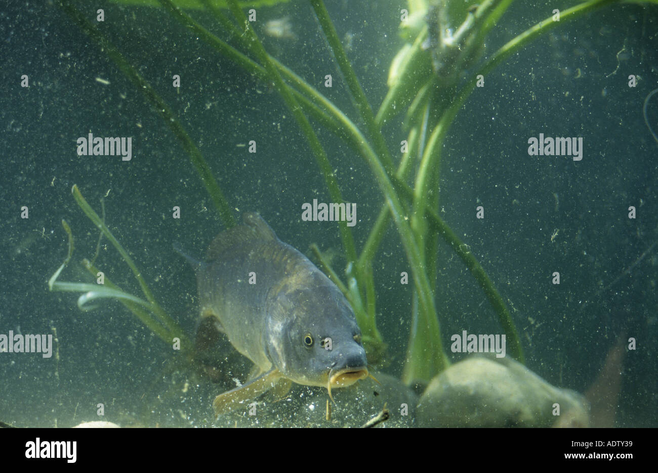 Mirror Carp Cyprinus carpio Feeding Stock Photo - Alamy