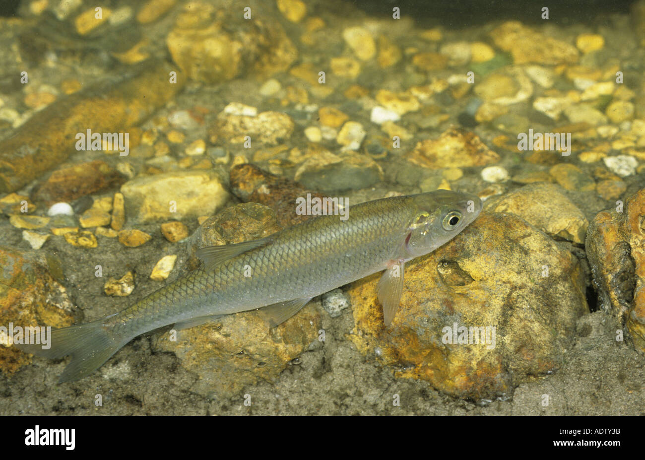 Eurasian dace hi-res stock photography and images - Alamy