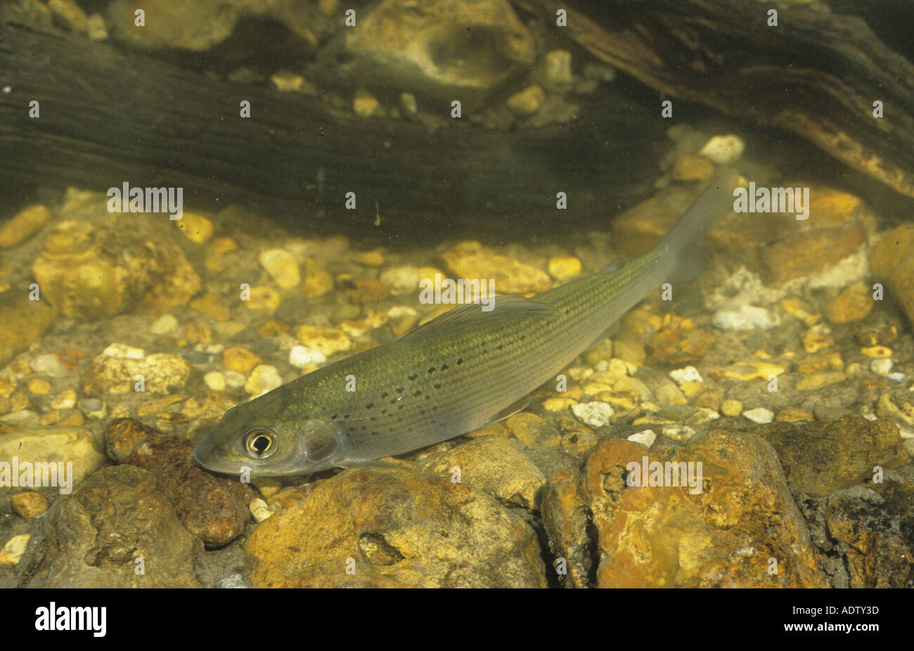 Thymallus hi-res stock photography and images - Alamy