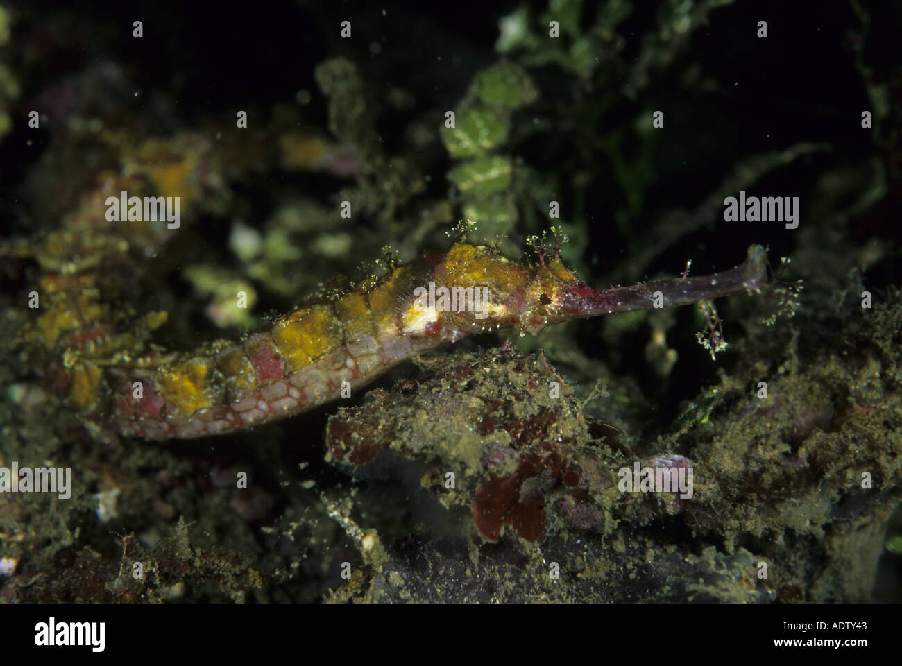 Whiskered Pipefish Halicampus macrorhynchus Nudi Retreat Lembeh Straits ...