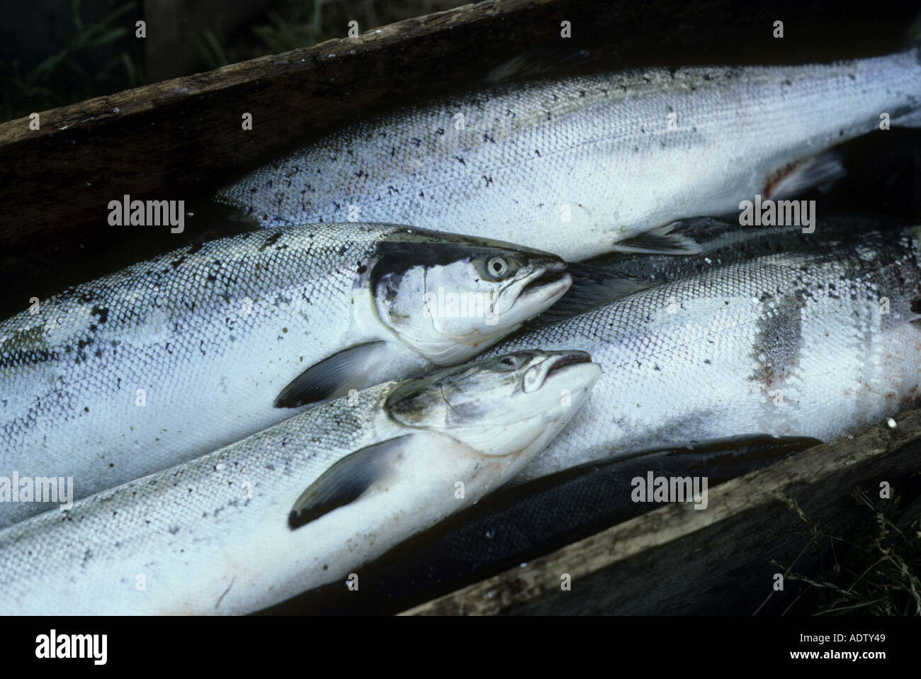 Atlantic salmon salmo salar in hi-res stock photography and images - Alamy