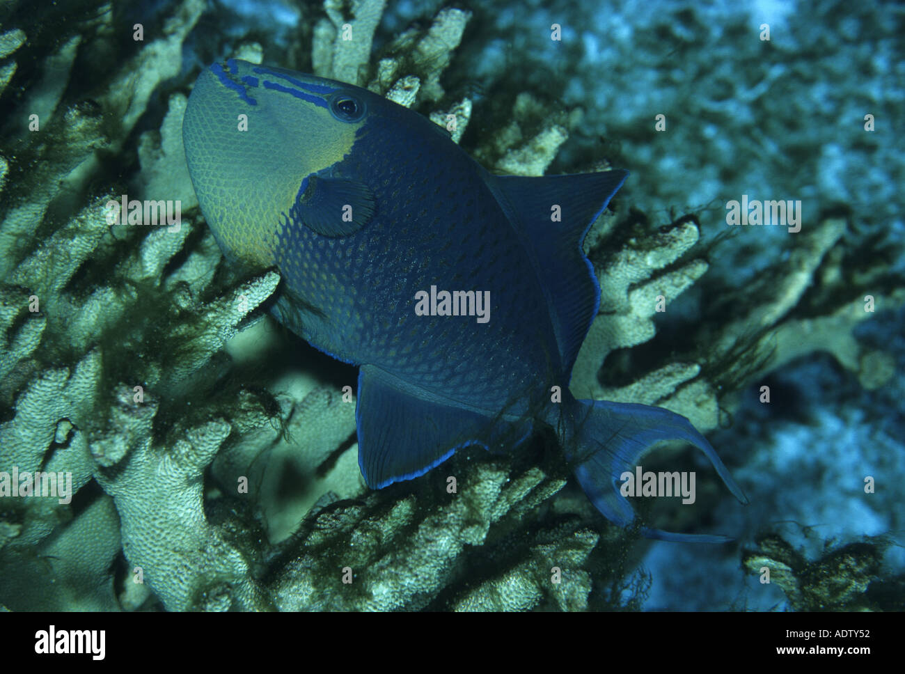 Red toothed triggerfish hi-res stock photography and images - Alamy