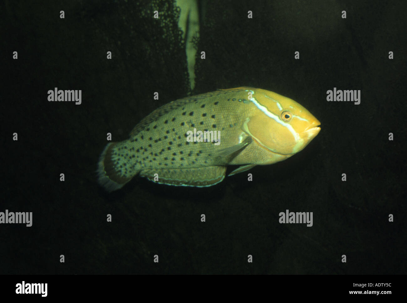 Rainbow Wrasse Coris formosa Stock Photo - Alamy