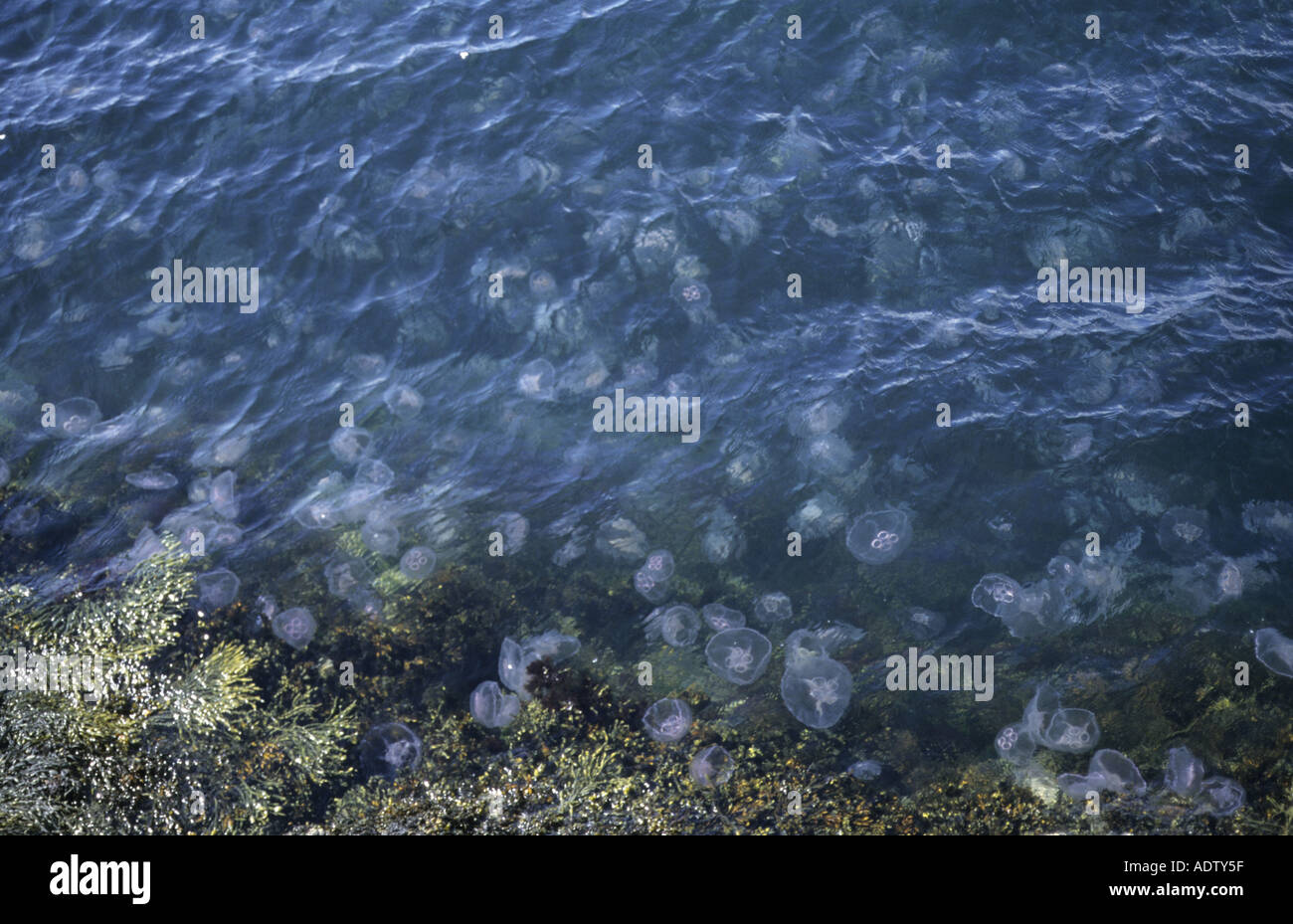 Mass of jellyfish hi-res stock photography and images - Alamy