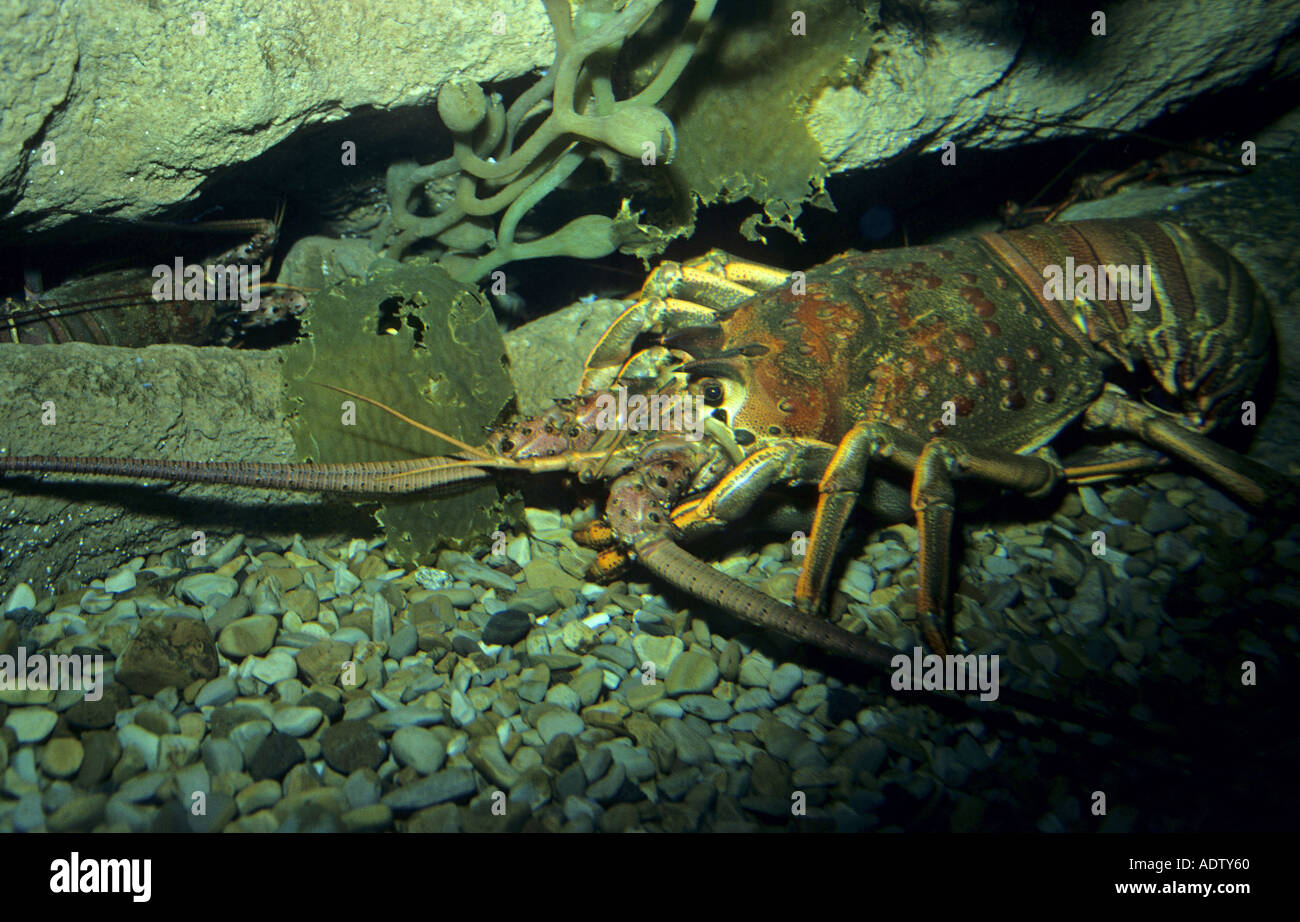 California Spiny Lobster Panulirus interruptus Stock Photo - Alamy