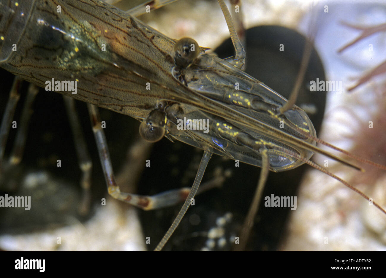 Common Prawn Palaemon serratus Close up of head Stock Photo - Alamy