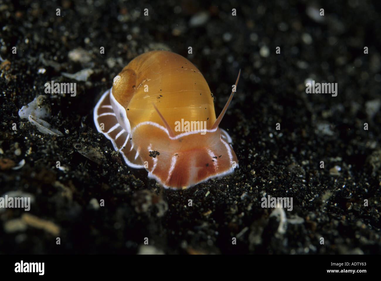 Moon Shell Naticarius orientalis Lembeh Straits Sulawesi Indonesia ...