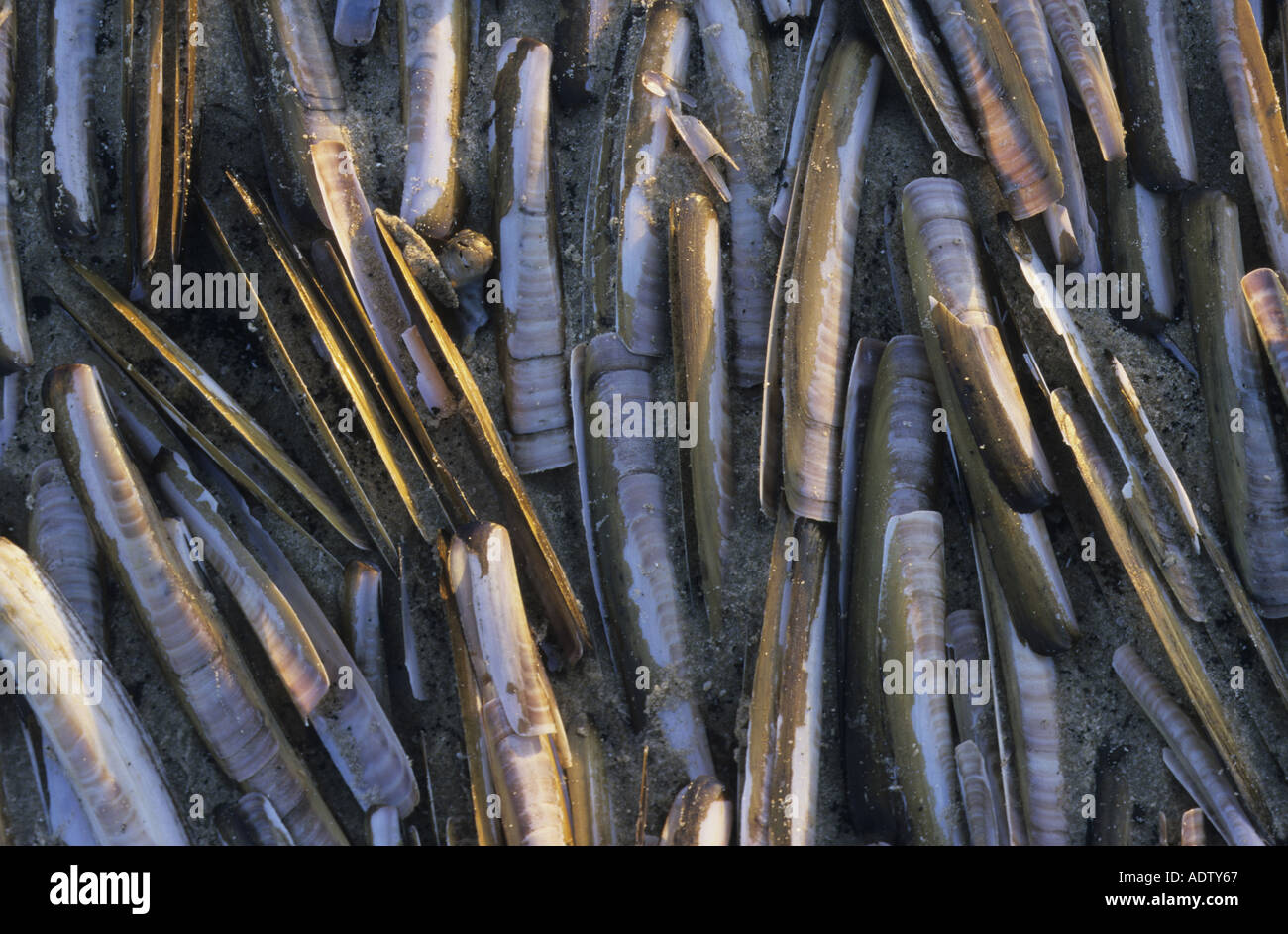 Common Razor Shell Ensis ensis Strandings Holkham Norfolk England ...