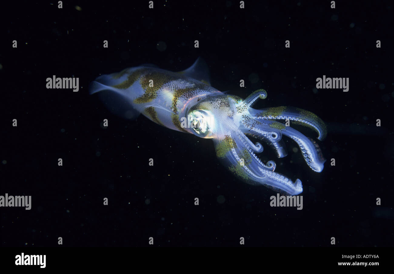 Bigfin Reef Squid Sepioteuthis lessoniana Nudi Falls Lembeh Straits ...