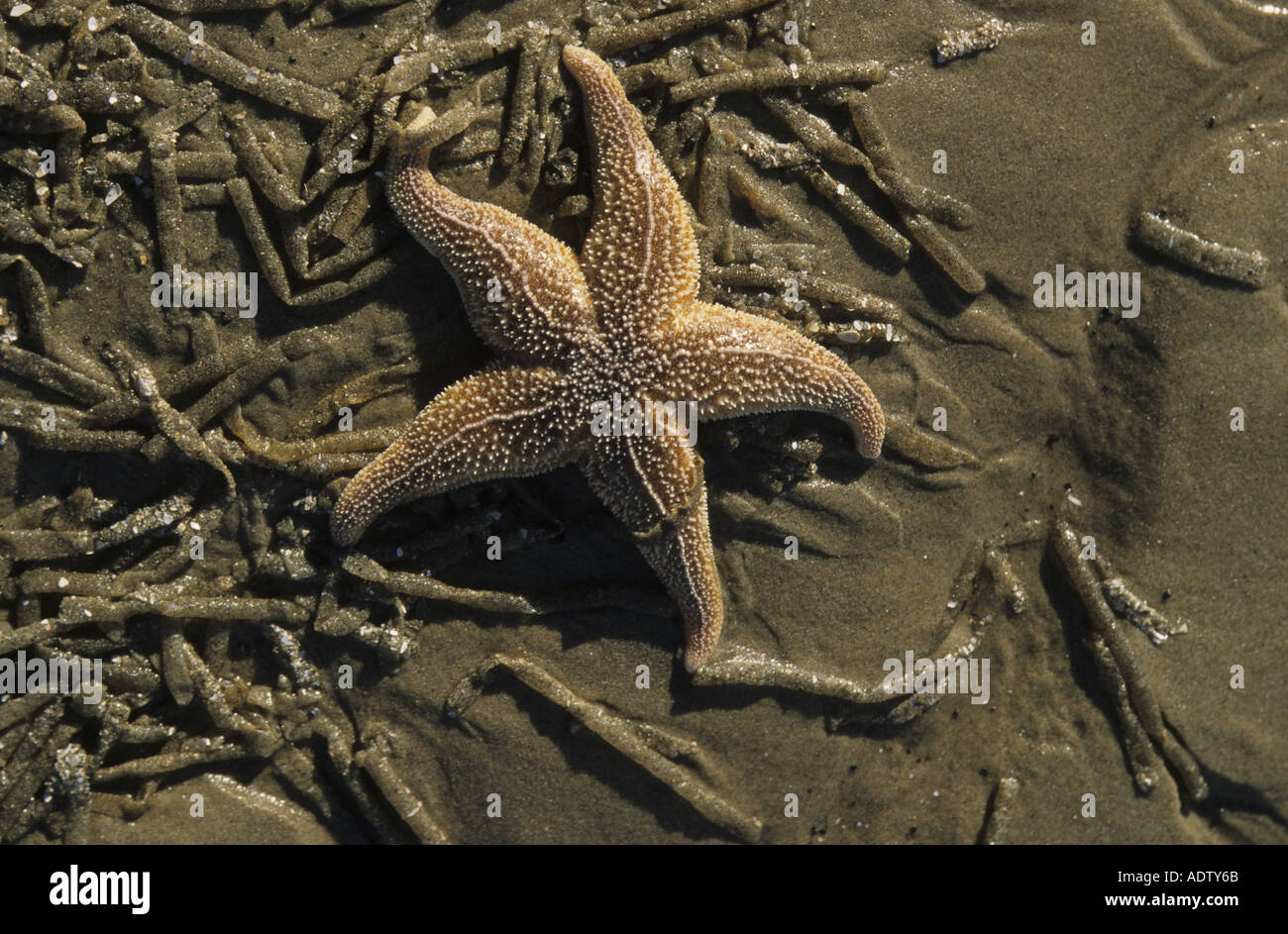 Common Starfish Asterias rubens Strandings Wells Norfolk England March ...