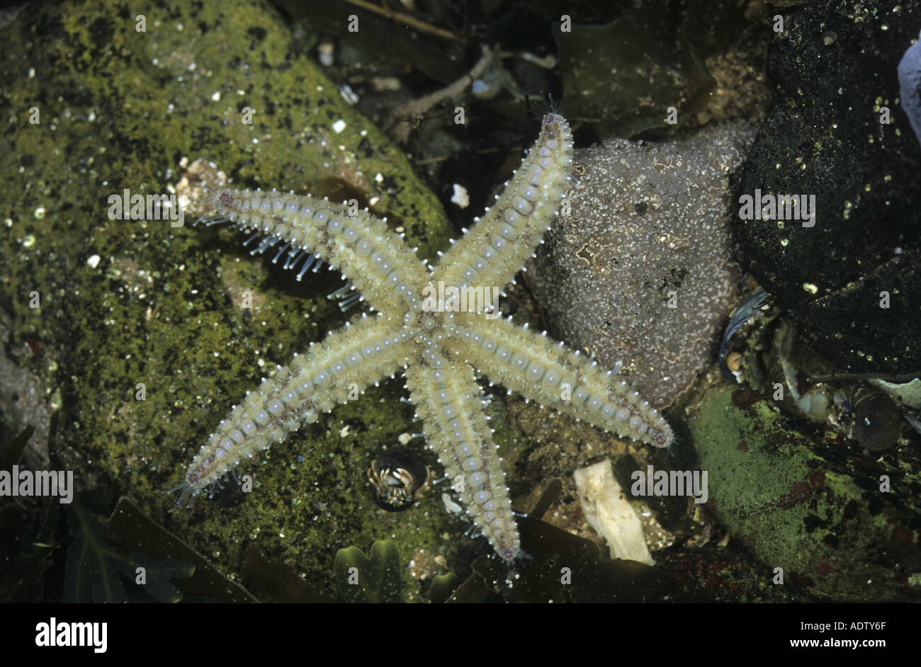 Spiny Starfish Marthasterias glacialis Close up Arran Ayr Scotland ...