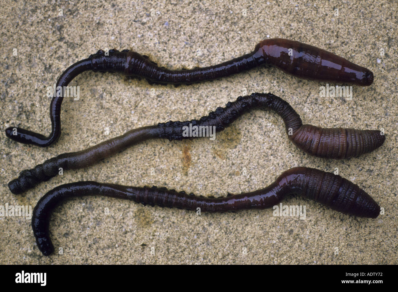 Lugworm Arenicola marina Three on sand Stock Photo - Alamy