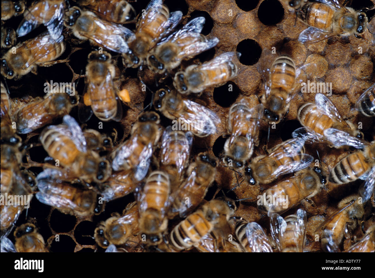 Bee dance hi-res stock photography and images - Alamy