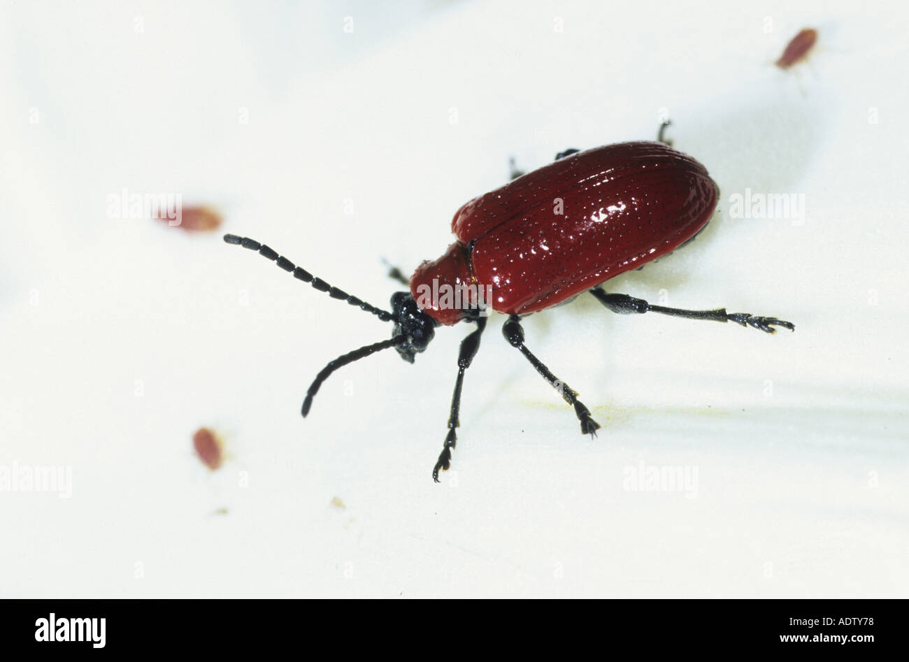 Black headed Cardinal Beetle Pyrochroa coccinea Close up Stock Photo ...