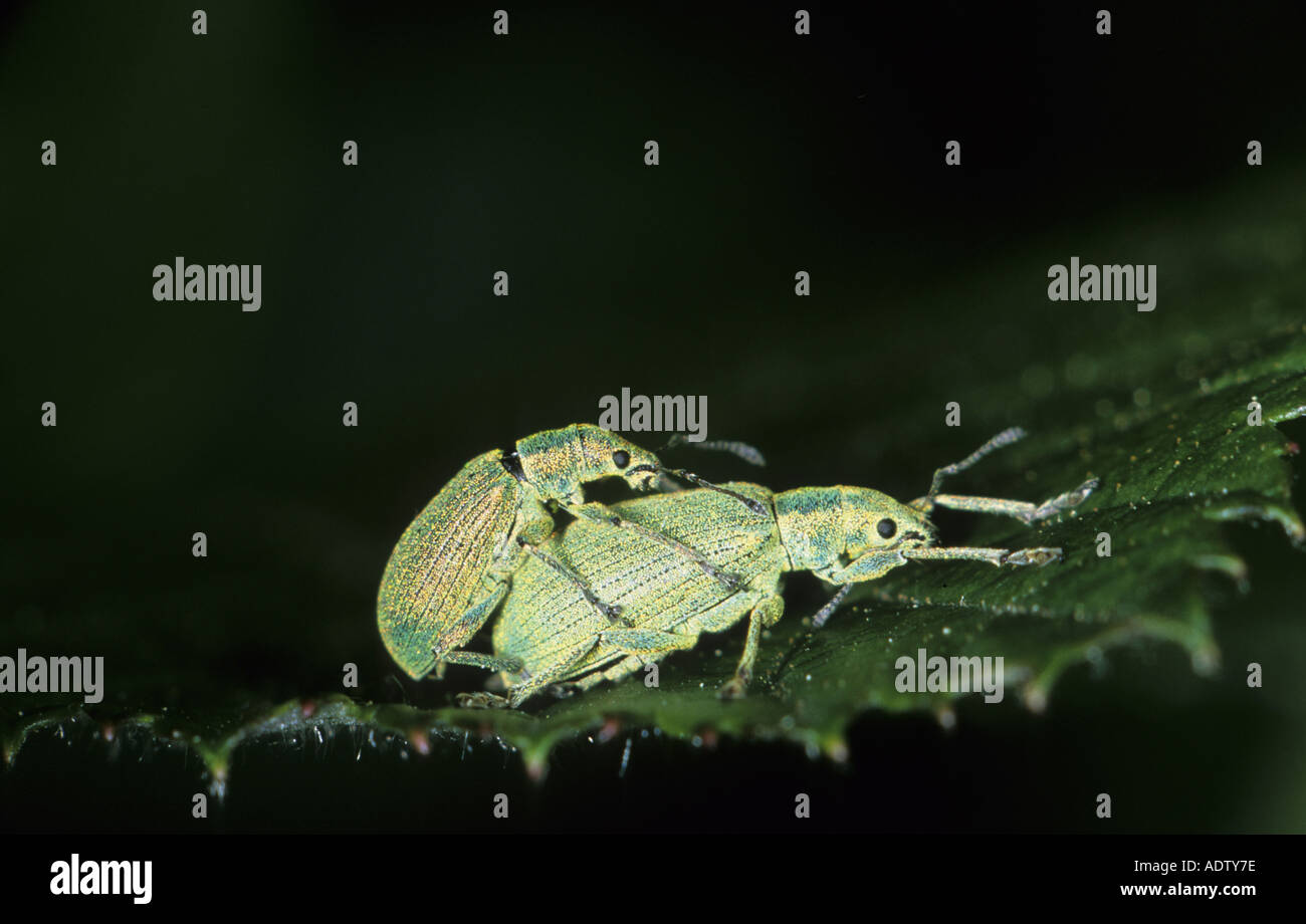Weevil Phyllobius sp Mating pair Stock Photo - Alamy