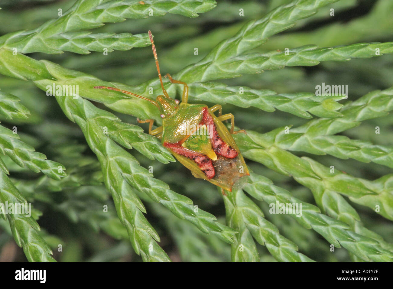 Juniper Shieldbug Cyphostethus tristriatus Adult on leylandii leaves ...