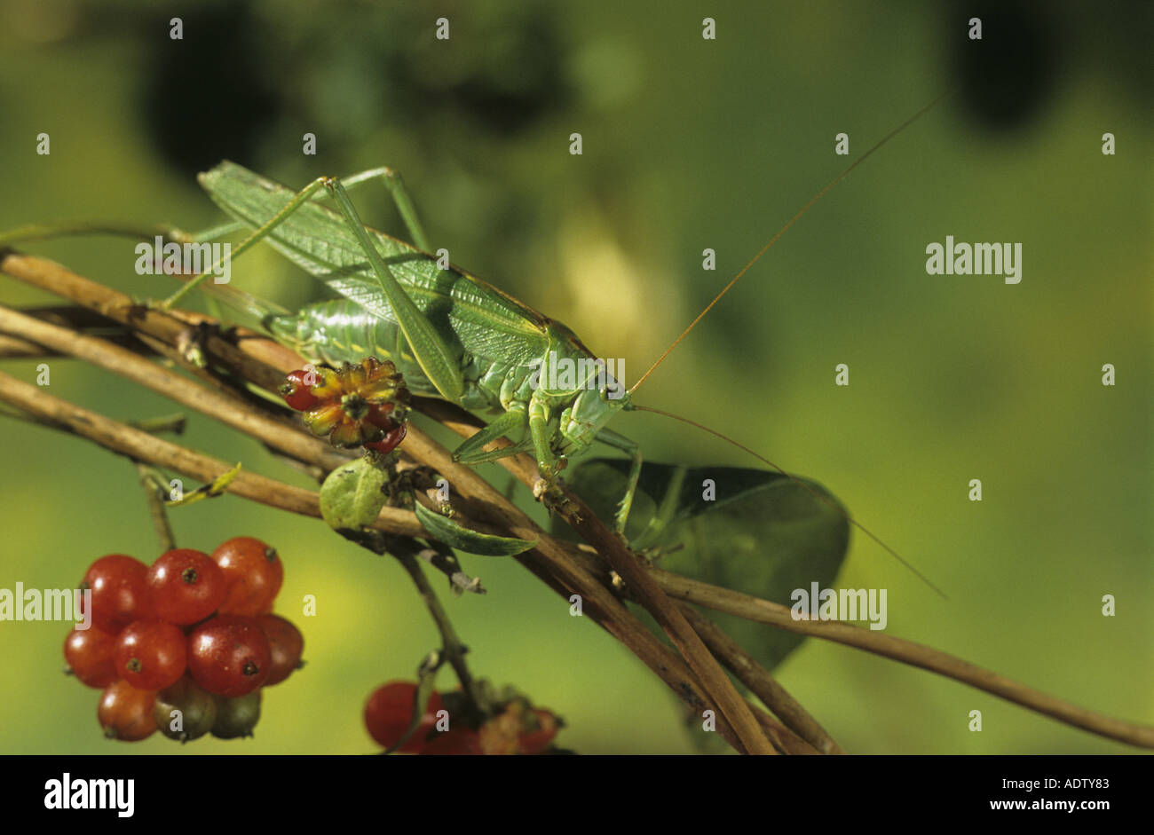 Great Green Bush Cricket Tettigonia viridissima Climbing along thin ...