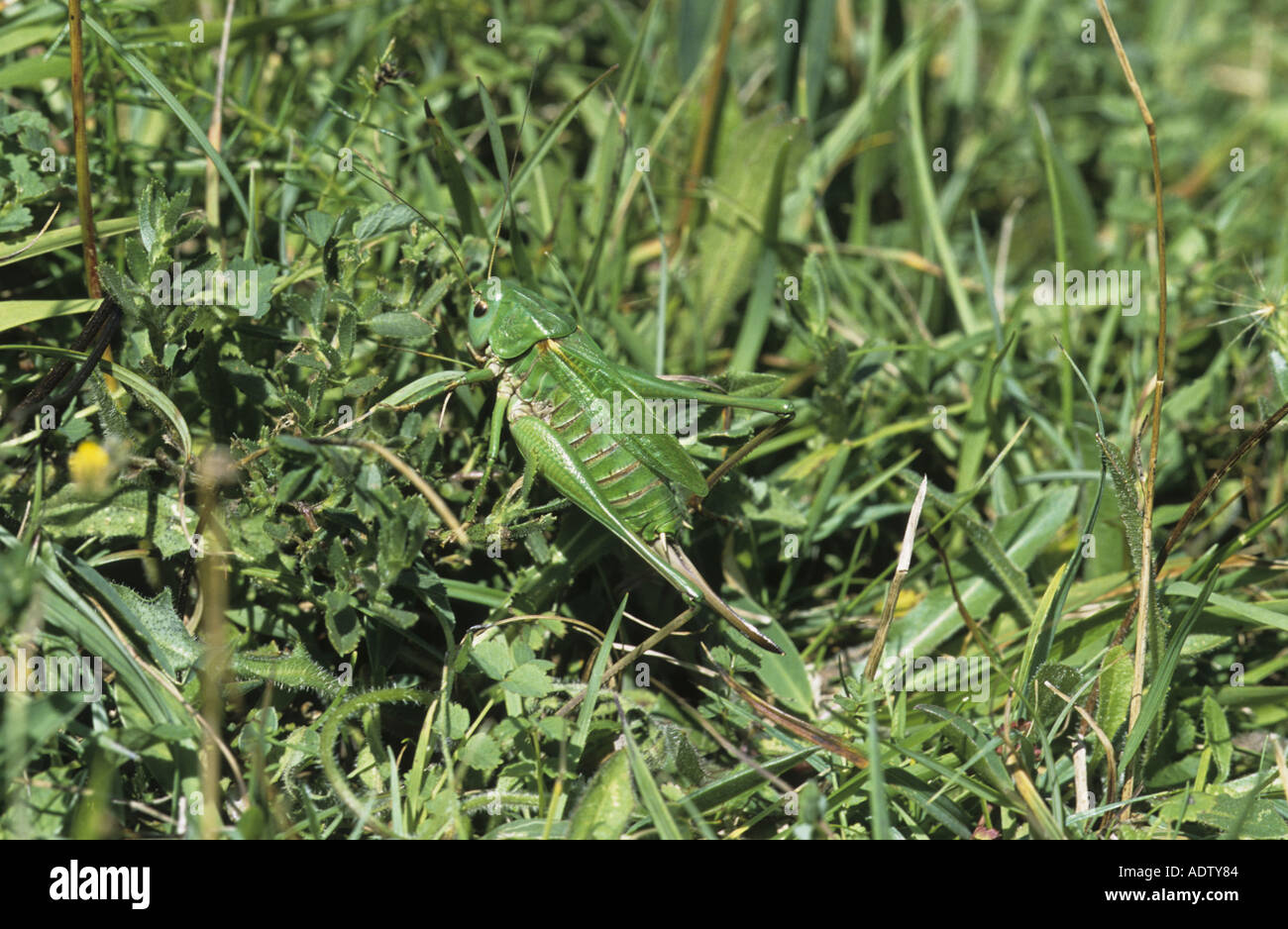 Wart biter Cricket Decticus verrucivorus Female camouflaged on green ...