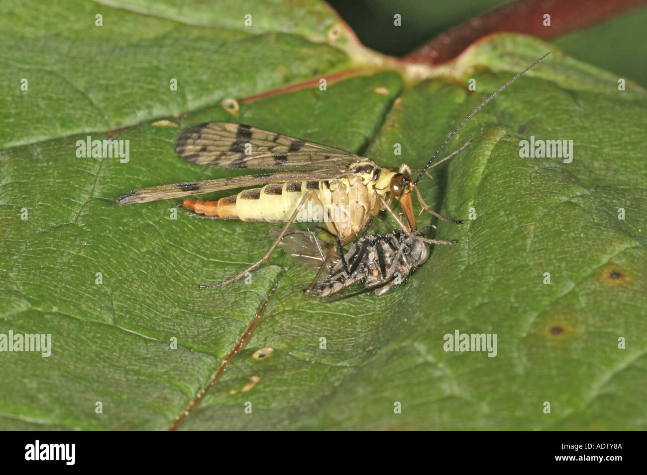 Scavenging insects hi-res stock photography and images - Alamy