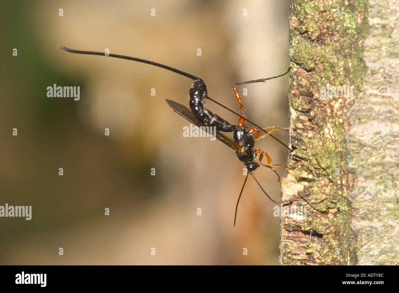 Ovipositors hi-res stock photography and images - Alamy