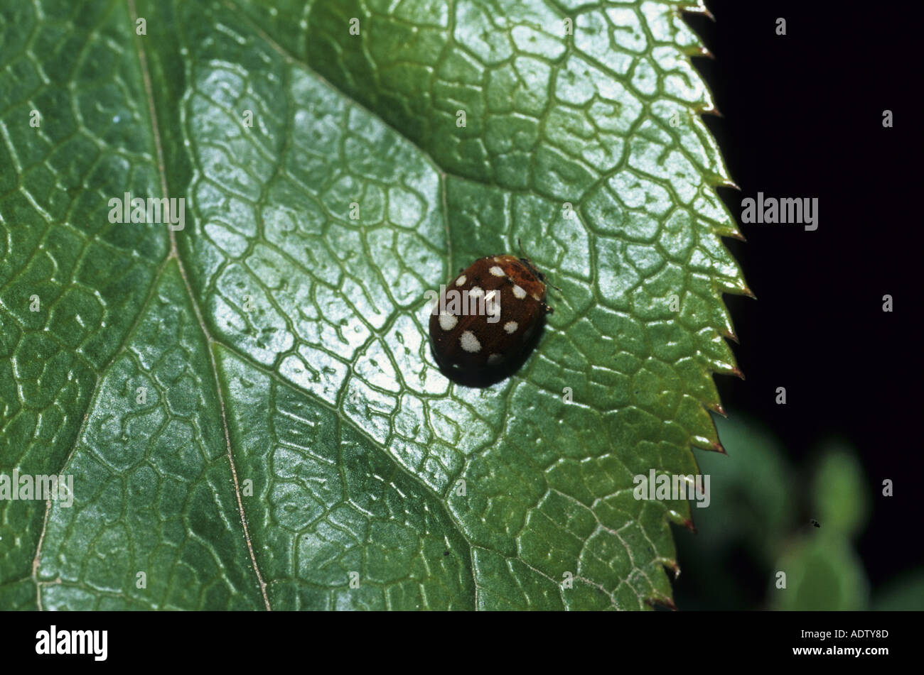10 spot ladybird hi-res stock photography and images - Alamy