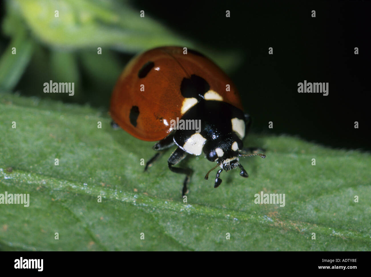 7 Spot Ladybird Coccinella 7 punctata Adult on green leaf Stock Photo ...