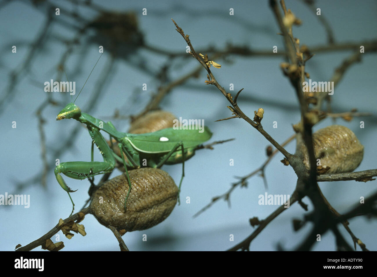 Mantodea egg hi-res stock photography and images - Alamy