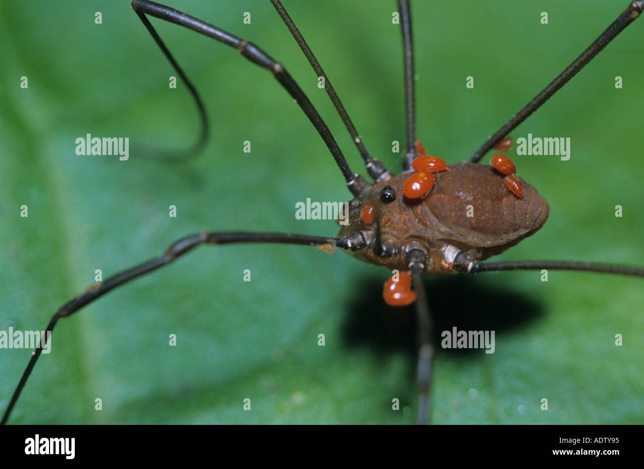 Velvet Mite Fam trombidium Larva on Harvestman close up Michigan summer ...
