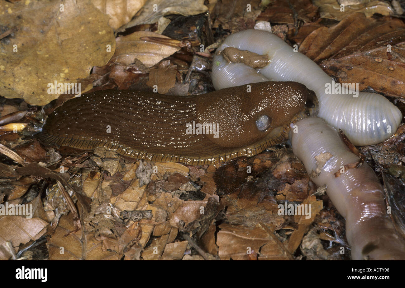 Worm worms slug slugs hi-res stock photography and images - Alamy