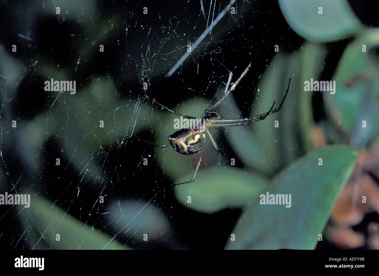 Spiders making webs hi-res stock photography and images - Alamy