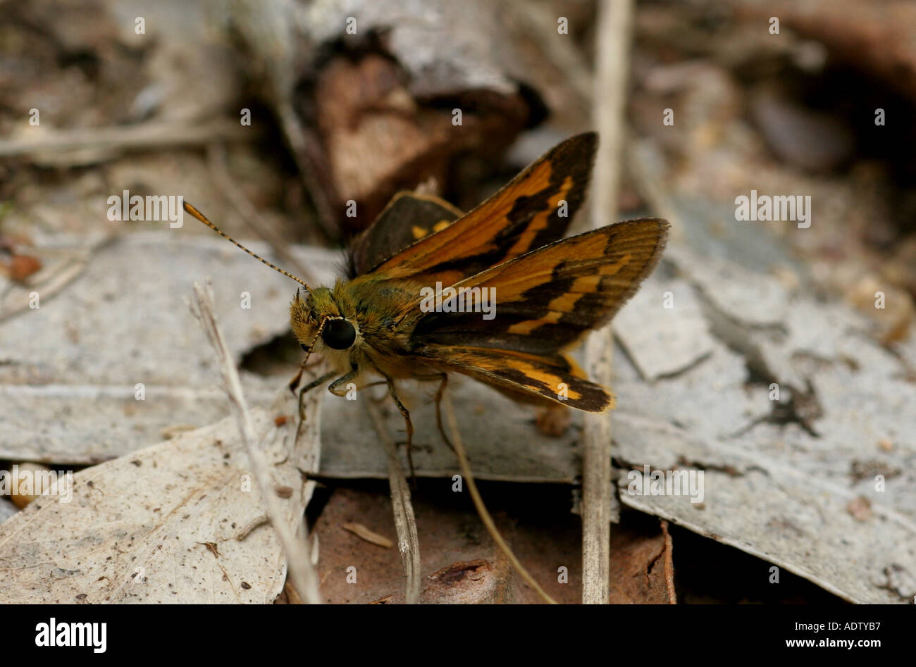 Ancilla hi-res stock photography and images - Alamy