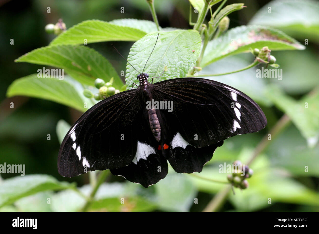 Orchard Swallowtail Papilio aegeus Male imago on leaf SE Queensland ...
