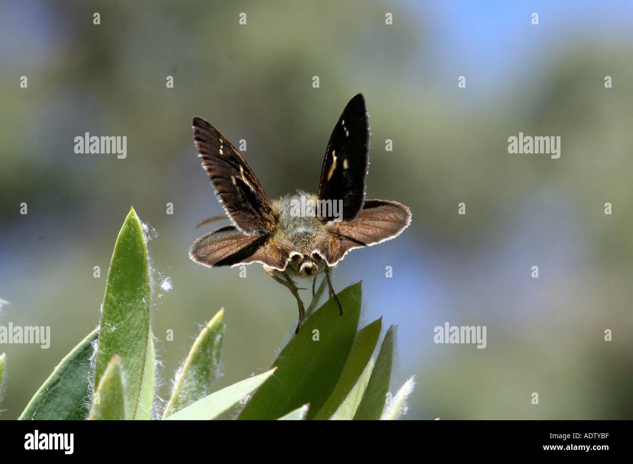 Skipper butterfly australia hi-res stock photography and images - Alamy