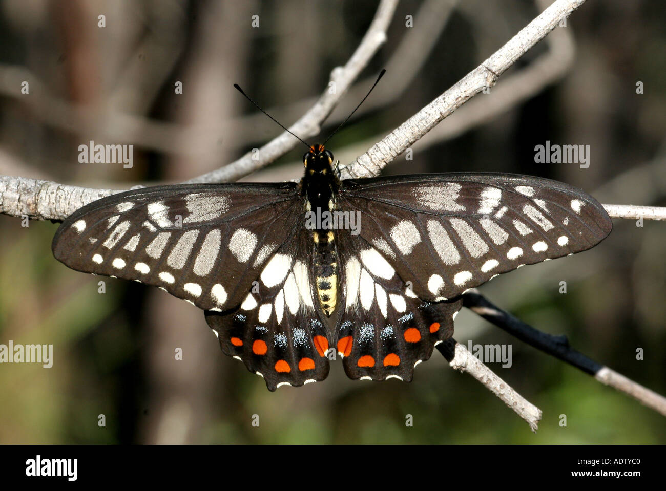 Dainty Swallowtail Papilio anactus Male imago with wings open on dead ...
