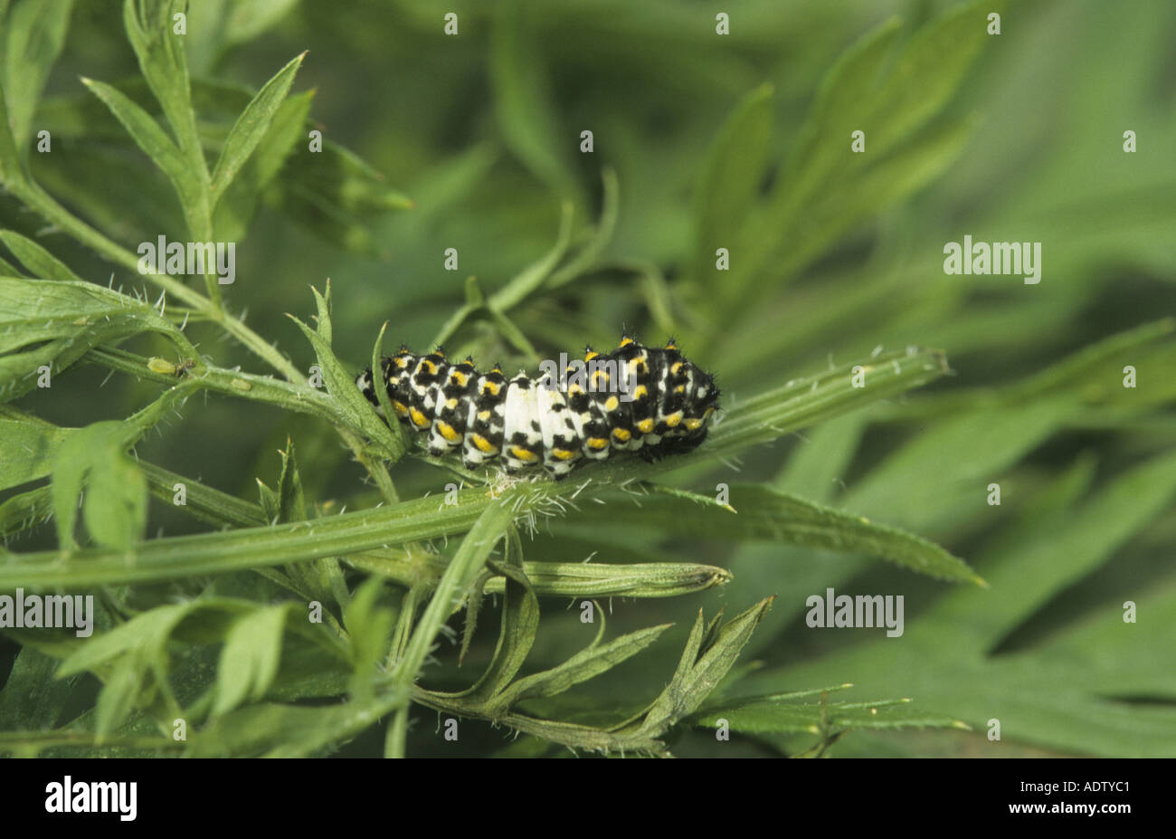 British swallowtail caterpillar hi-res stock photography and images - Alamy