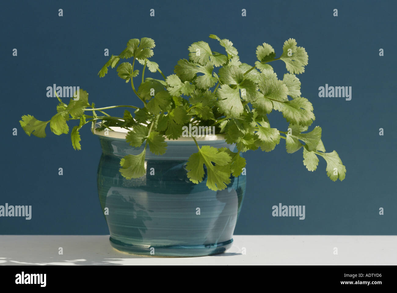 Coriander in pot hi-res stock photography and images - Alamy