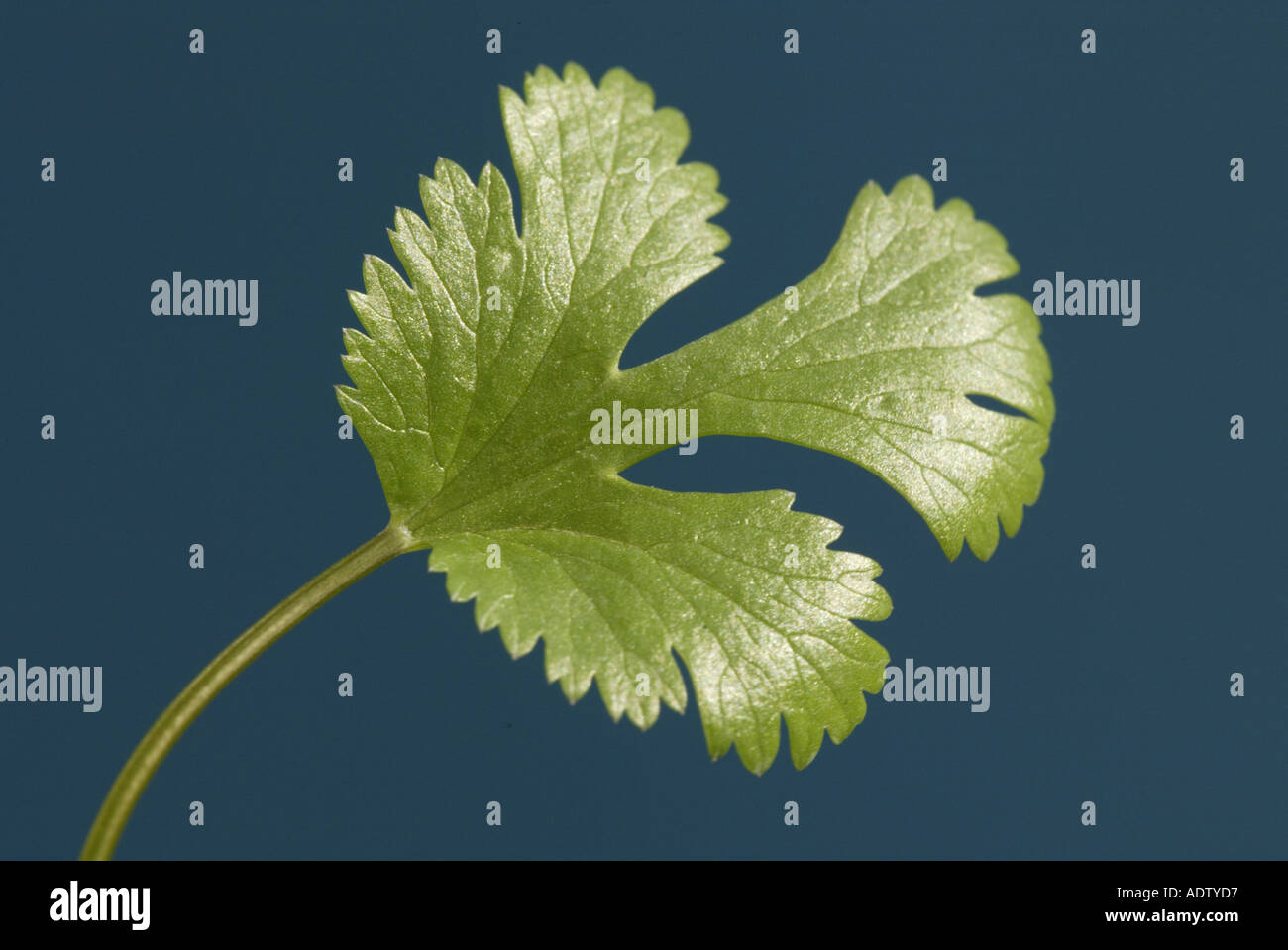 Coriander Coriandrum Leaf Stock Photo - Alamy