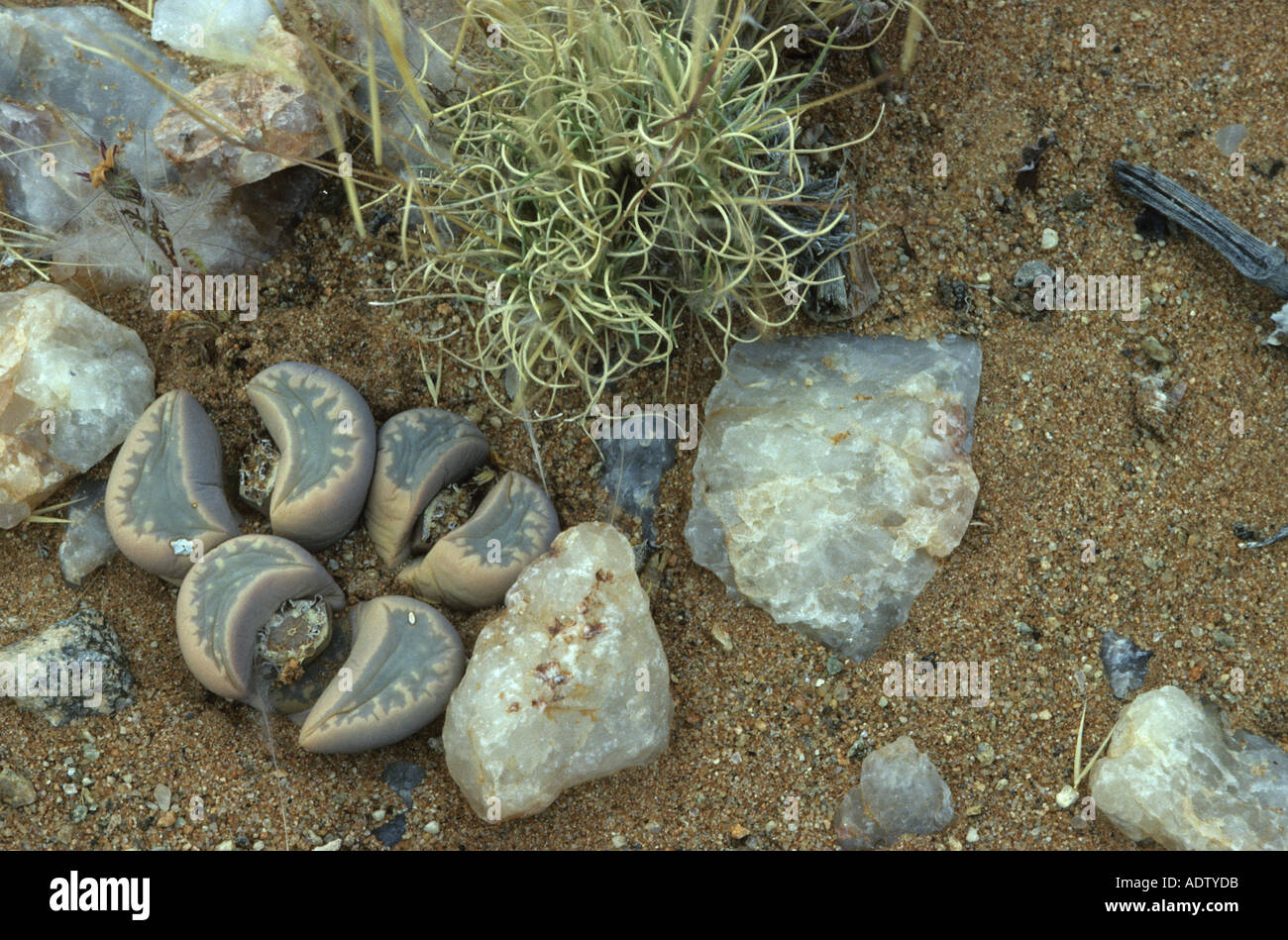 Lithops Stone Plants Mesembryanthemaceae Vioolsdrift Richtersveld South ...