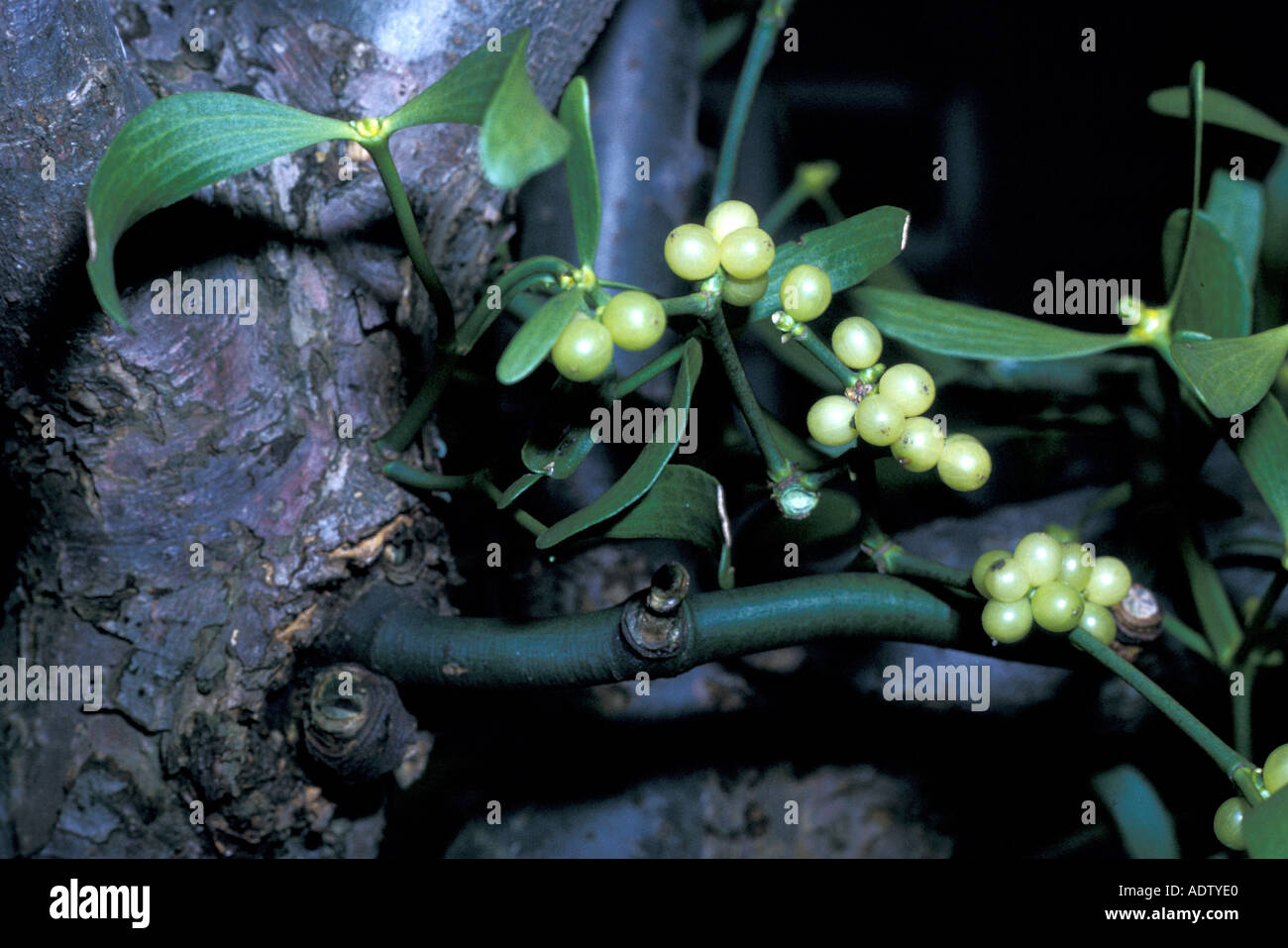 Mistletoes viscum album parasite hi-res stock photography and images ...