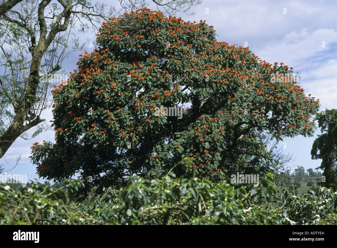 Nandi Flame Tree Spathodea nilotica In flower Kenya Stock Photo - Alamy