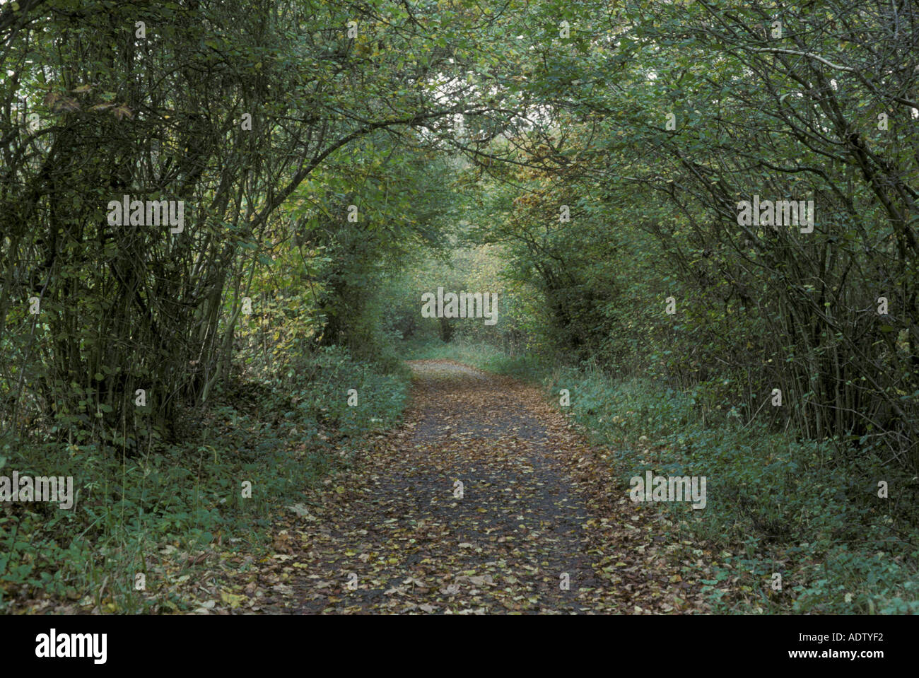 Maple avenue of maples hi-res stock photography and images - Alamy