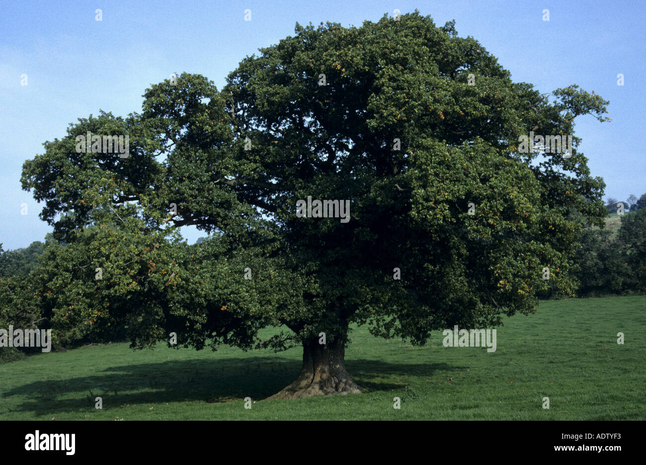 English Oak Quercus robur Large tree in meadow Stock Photo - Alamy