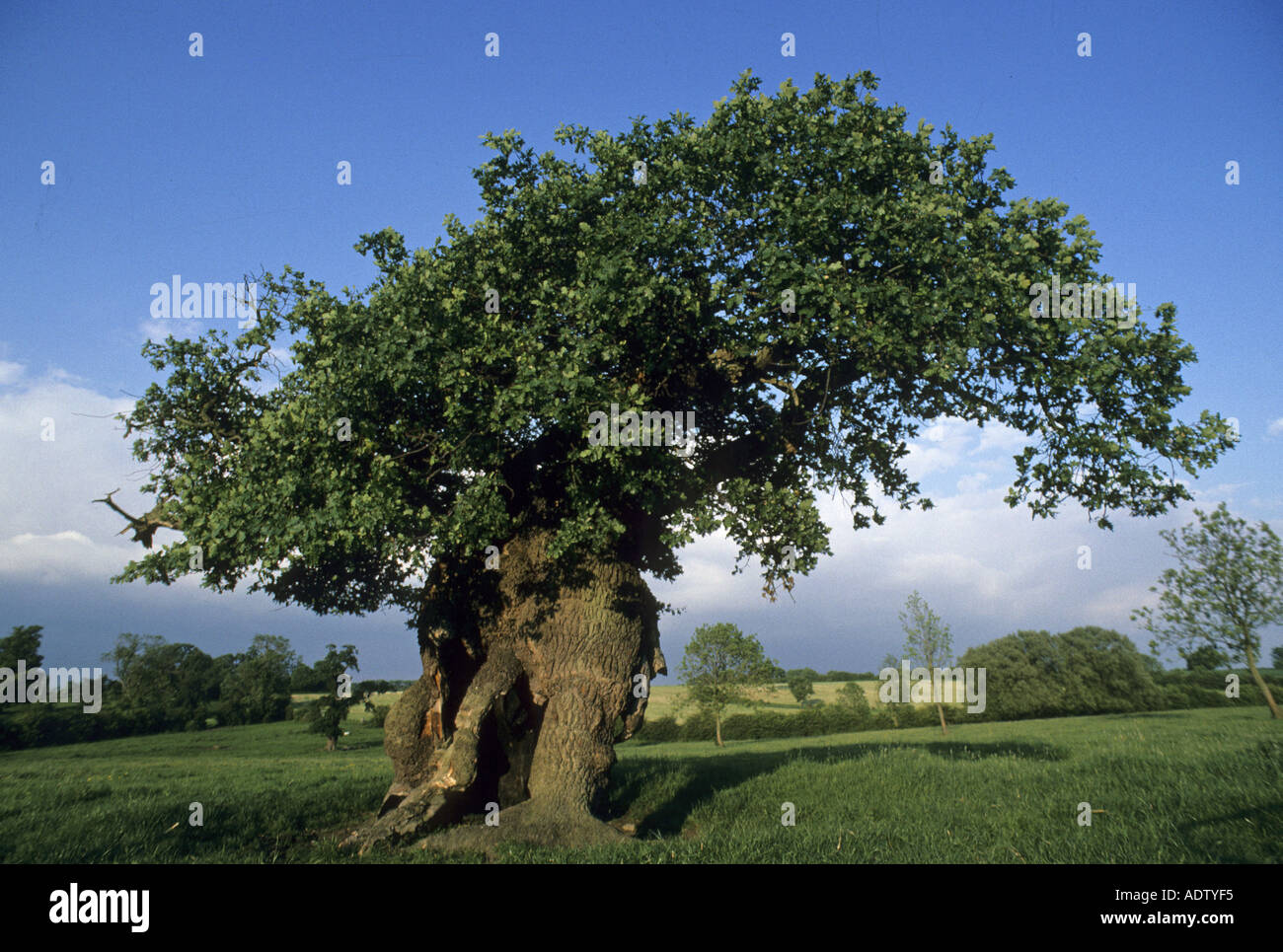 Common Oak Quercus robur 700 years old Oldest tree in Leics Anstey ...