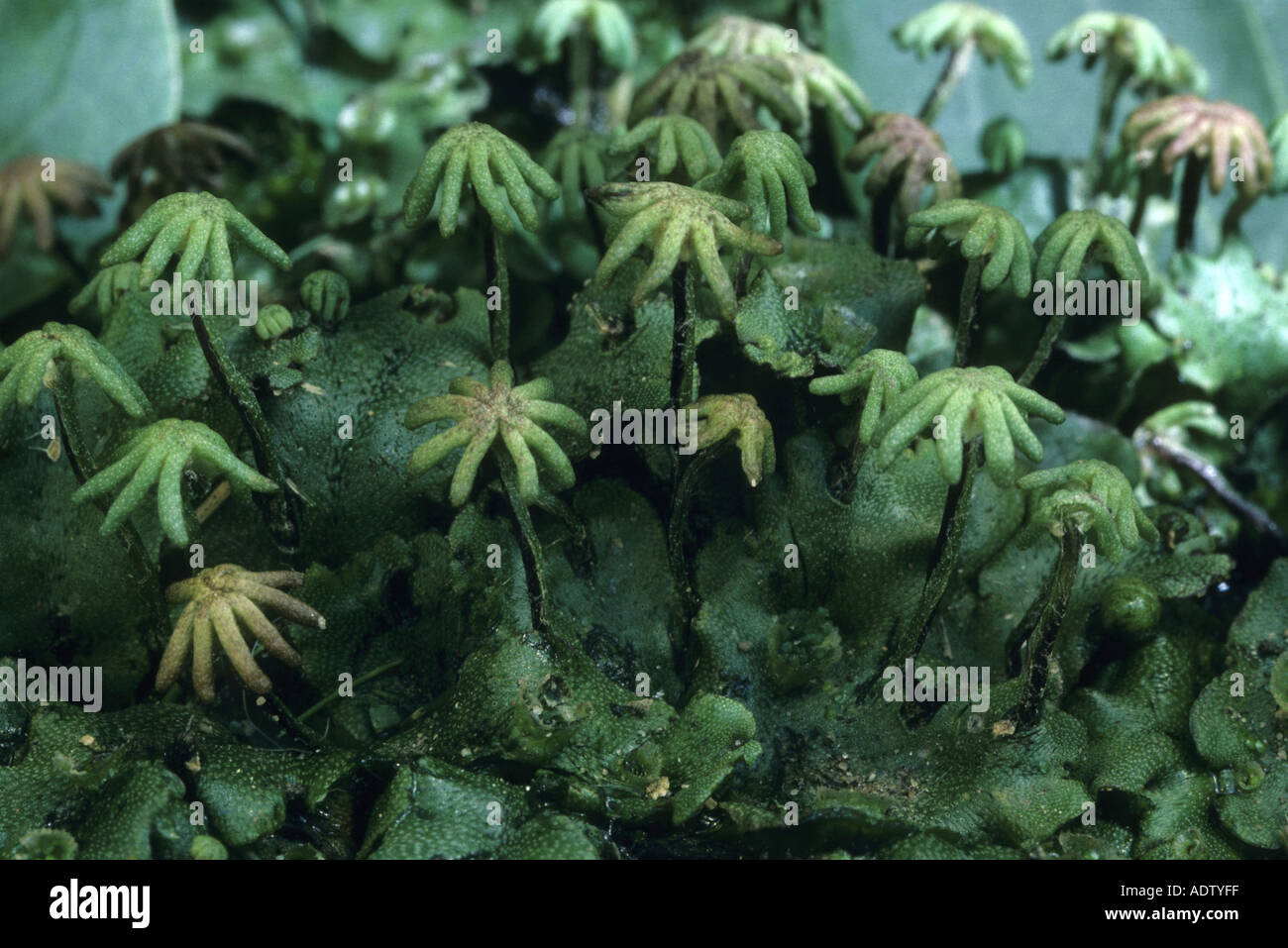 Liverwort (marchantia polymorpha) hi-res stock photography and images ...