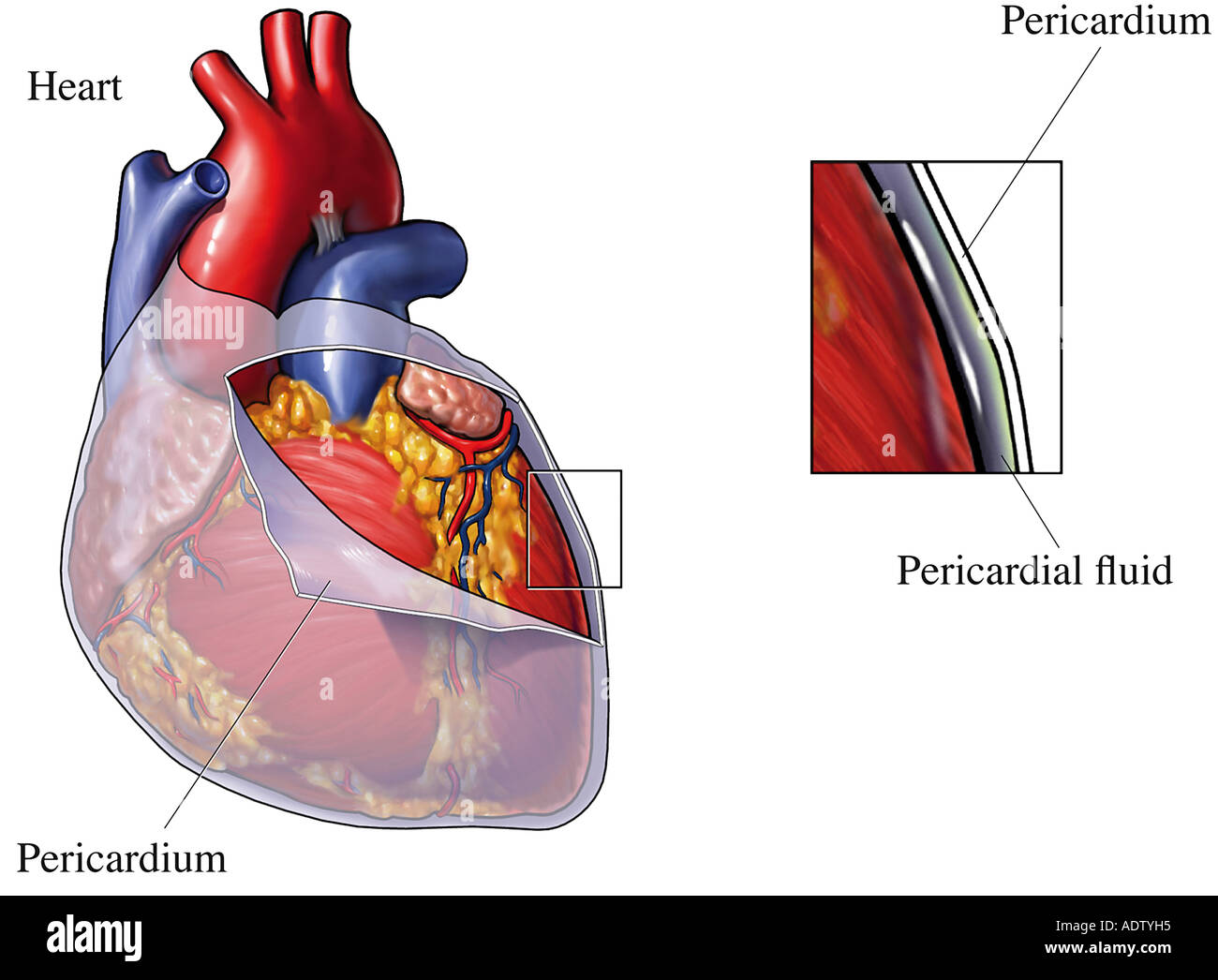 Pericardium hi-res stock photography and images - Alamy
