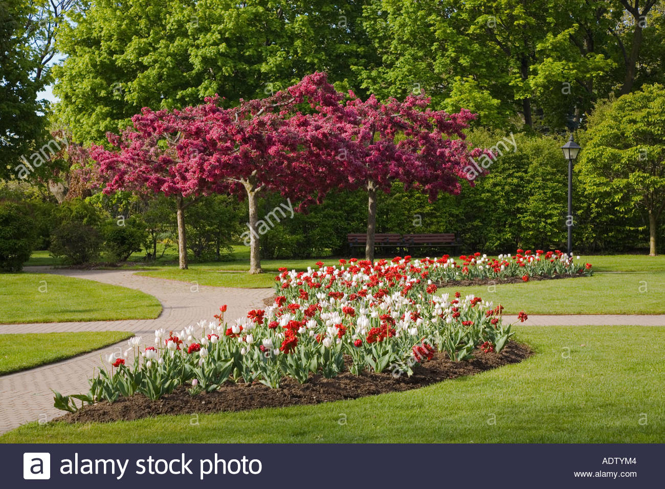 Perennial Flower Ontario High Resolution Stock Photography and Images ...