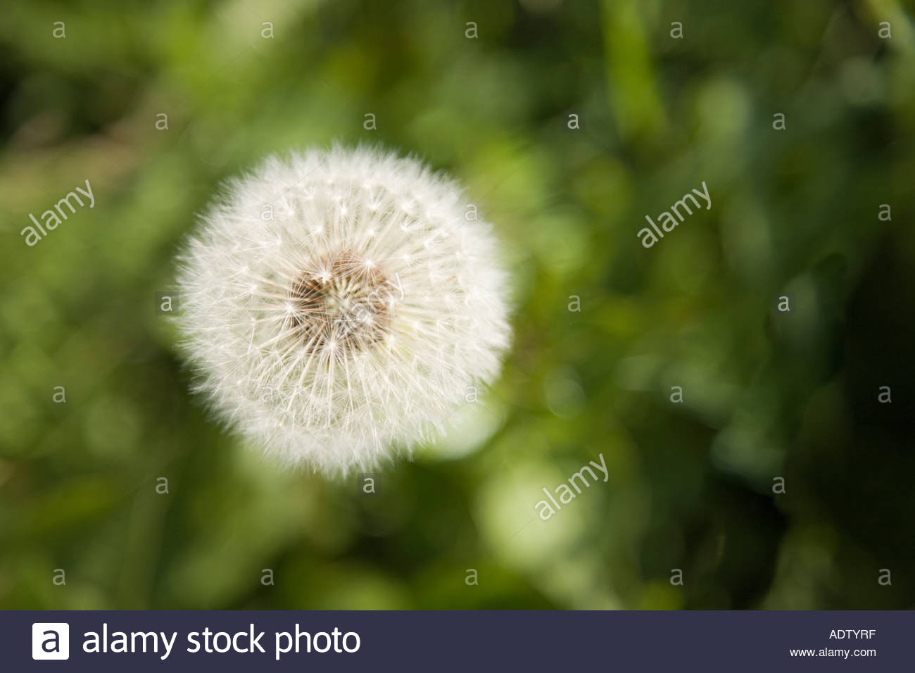 Seed Spread High Resolution Stock Photography and Images - Alamy