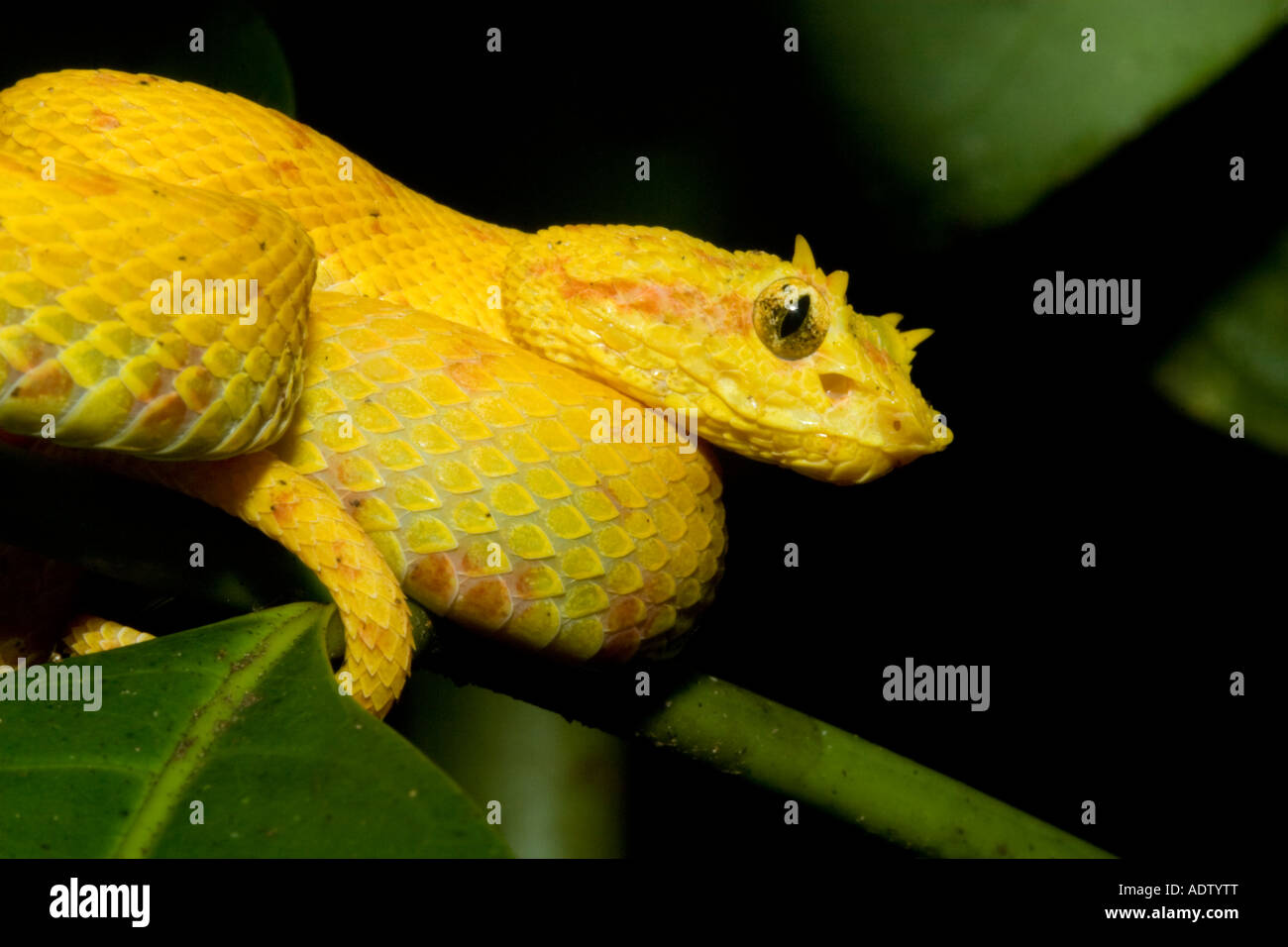 Yellow morph of an eyelash pit viper (Bothriechis schlegelii) at night ...