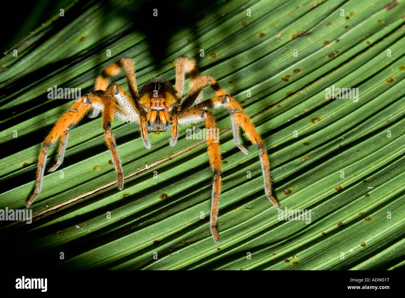 Portrait of a large orange spider on a leaf at night in a Costa Rican ...